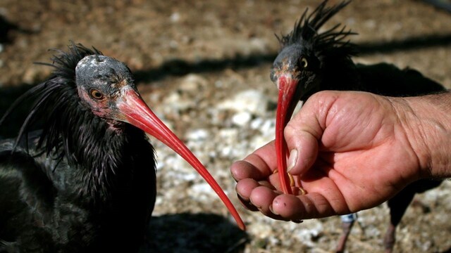 Ancient bird, once believed extinct, returns to Europe after 300 years ...
