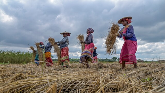 Govt sets MSP for paddy at ₹2,300-₹2,320 per quintal for Kharif ...