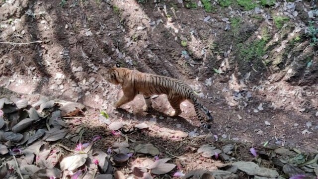 Pilikula Nisargadhama in Mangaluru to get facelift to attract more ...