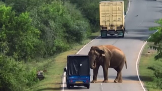 Meet Raja, the viral wild elephant collecting 'road tax' in Sri Lanka ...