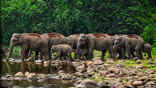 8 scenic places to visit in Kerala this year: Munroe Island, Vagamon ...