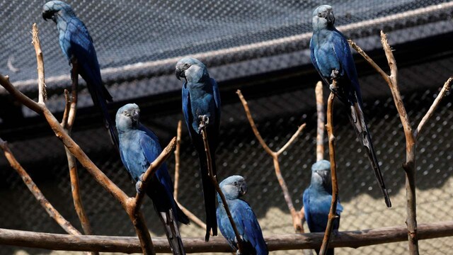 Vantara to reintroduce 41 extinct-in-the-wild Spix's Macaws in Brazil ...