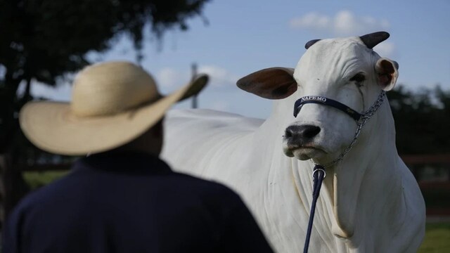 World's Most Expensive Cow: This Indian origin Nelore breed cattle was ...
