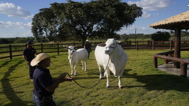 World's Most Expensive Cow: This Indian origin Nelore breed cattle was ...