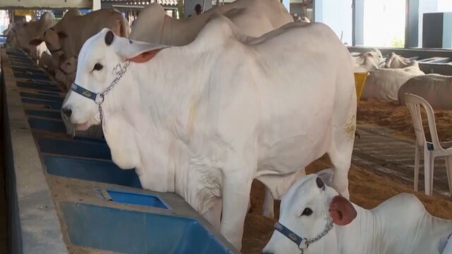World's Most Expensive Cow: This Indian origin Nelore breed cattle was ...