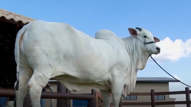 World's Most Expensive Cow: This Indian origin Nelore breed cattle was ...