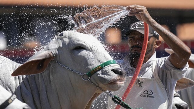 World's Most Expensive Cow: This Indian origin Nelore breed cattle was ...