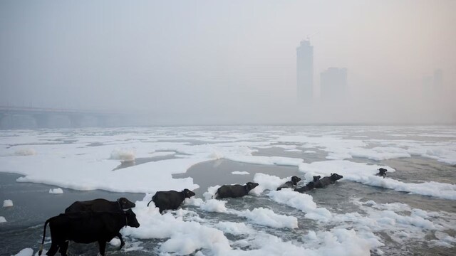 Yamuna a 'nallah' right now but will be fit for drinking in 1.5 years ...