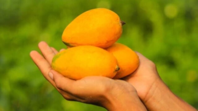 Artificially ripened mangoes: 10 things to watch for when you buy the ...