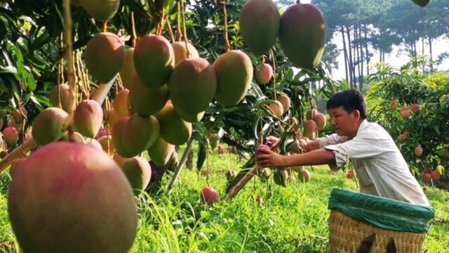 Top mango-producing regions in India and the world - CNBC TV18
