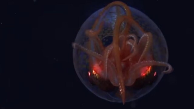Watch | Colossal squid spotted in deep-sea natural habitat for the ...