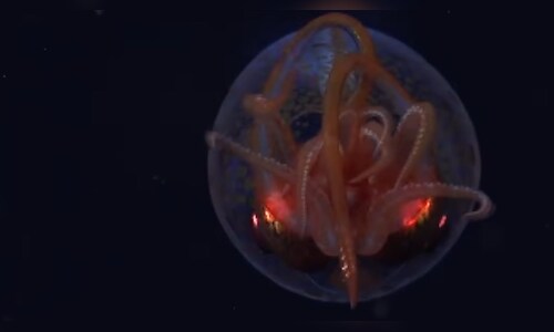 Watch | Colossal squid spotted in deep-sea natural habitat for the ...
