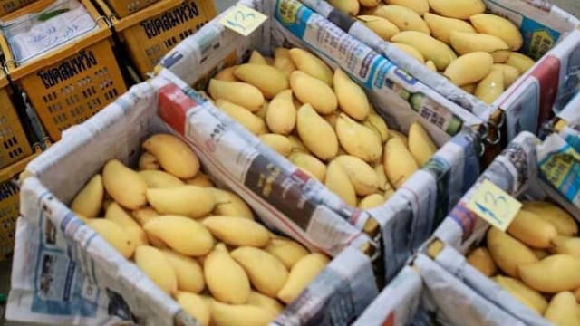 Top mango-producing regions in India and the world - CNBC TV18
