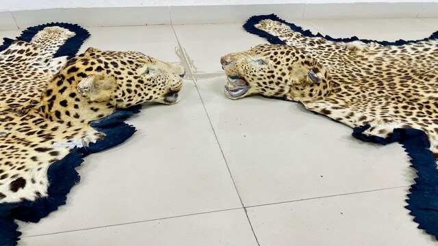 Two leopard skins with heads and wild boar ivory seized in Ujjain hotel ...