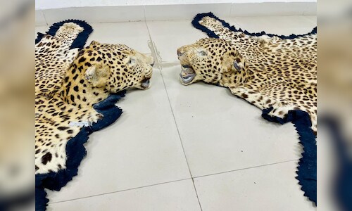 Two leopard skins with heads and wild boar ivory seized in Ujjain hotel ...
