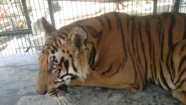 Tiger in name, but can't prey and eat meat! Boneless chicken is the ...