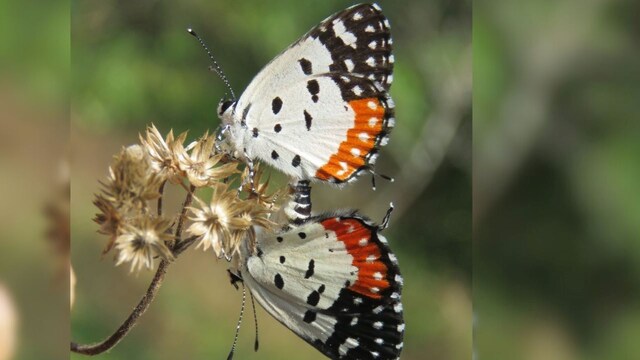 India gets its first butterfly sanctuary in Kerala's Aralam Forest ...