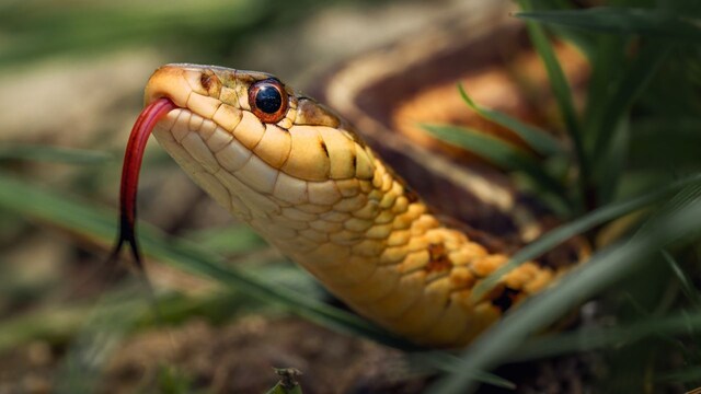 Significance of snakes in Hinduism: Why are they worshipped - CNBC TV18