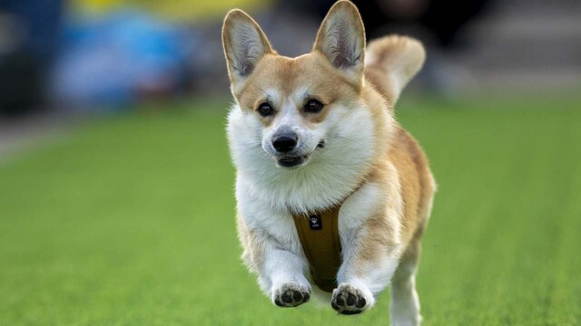 Cute and cuddly: Over 100 Corgi teams compete in Lithuania's ...