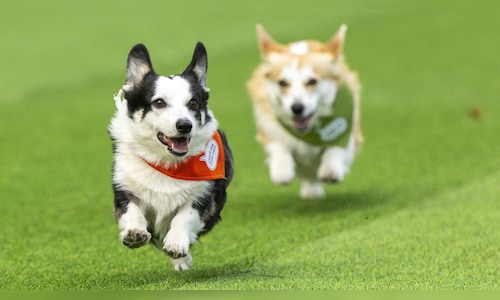 Cute and cuddly: Over 100 Corgi teams compete in Lithuania's ...