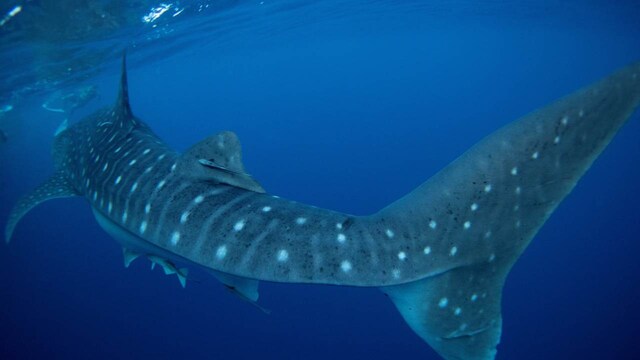 Goa announces ₹75,000 reward for those who rescue whale sharks ...