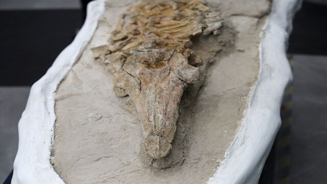In Pics: Rare 8-million-year-old dolphin-like fossil discovered in Peru ...