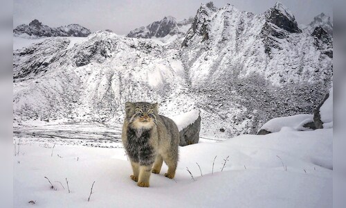 Elusive Pallas's cat photographed for first time in Arunachal Pradesh ...