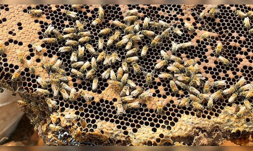 One in five European wild bee species now facing threat of extinction ...