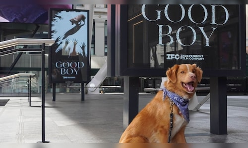 'Good Boy' dog Indy throws hat in Oscars ring, pens an open letter to ...