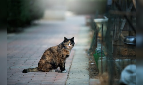 Masters of the Dark: 10 animals with powerful night vision - CNBC TV18