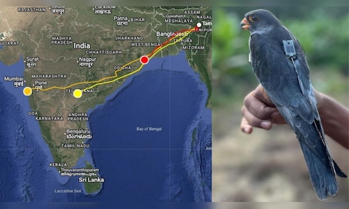 Tiny Indian falcon’s marathon 1,000 km flight in a single day amazes ...
