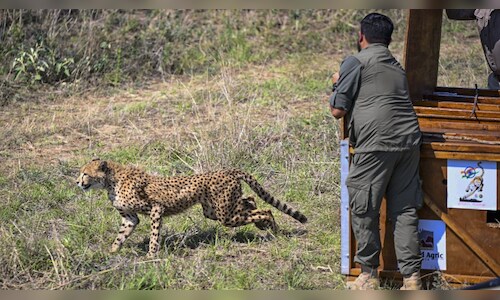 In Pics | Botswana hands over eight cheetahs to President Murmu ...