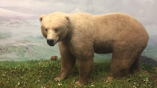 10 countries and regions known for bears: Where the world’s biggest ...