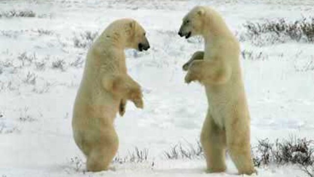 10 countries and regions known for bears: Where the world’s biggest ...