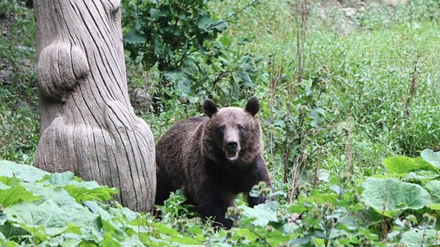 10 countries and regions known for bears: Where the world’s biggest ...