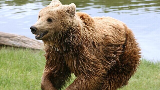 10 countries and regions known for bears: Where the world’s biggest ...