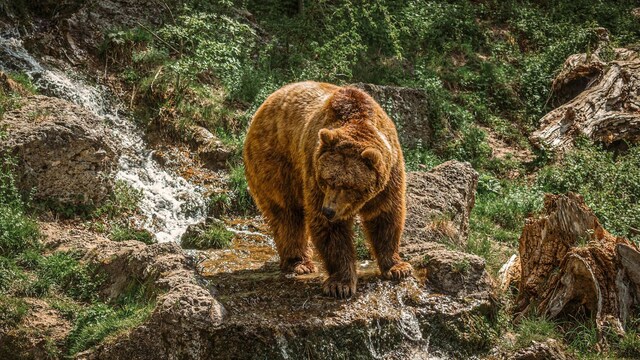 10 countries and regions known for bears: Where the world’s biggest ...