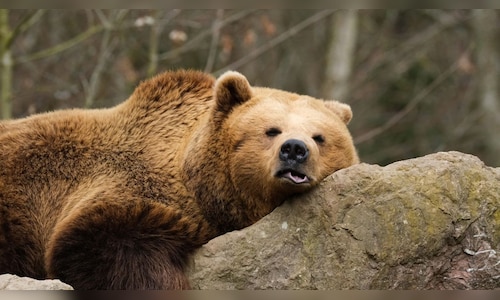 10 countries and regions known for bears: Where the world’s biggest ...
