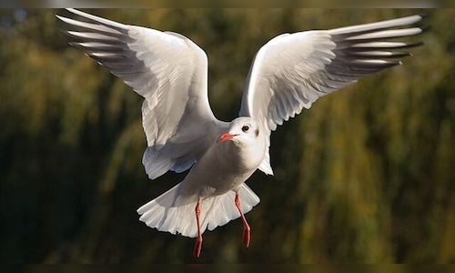 Seagull with Chinese GPS tracker found on Karnataka coast: What we know ...