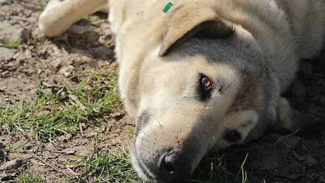 10 deadliest animals to humans - CNBC TV18