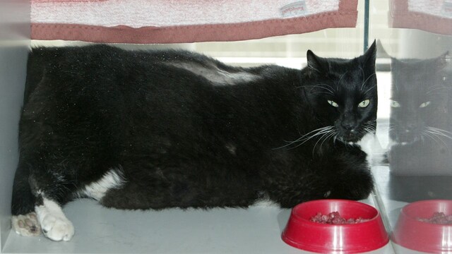 Masters of the Dark: 10 animals with powerful night vision - CNBC TV18