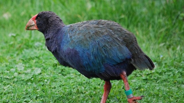 10 flightless birds you should know and where they are found - CNBC TV18