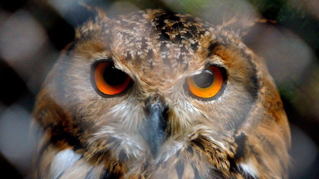 Masters of the Dark: 10 animals with powerful night vision - CNBC TV18