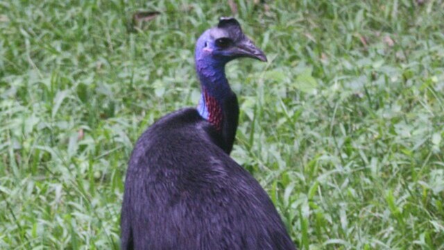 10 flightless birds you should know and where they are found - CNBC TV18