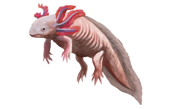 10 Bizarre animals that look like they came from another planet - CNBC TV18