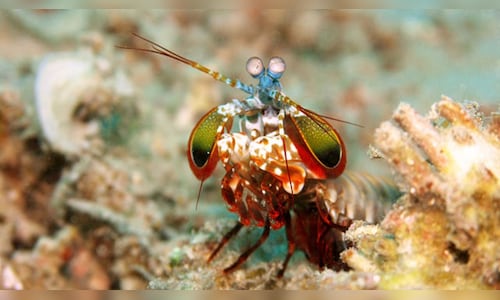 10 Bizarre animals that look like they came from another planet - CNBC TV18