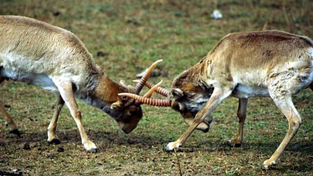 10 Bizarre animals that look like they came from another planet - CNBC TV18