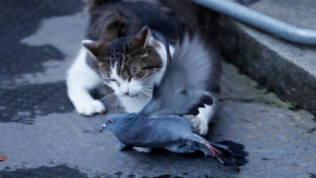 Meet Larry: Britain’s top cat at Downing Street who marks 15 years and ...