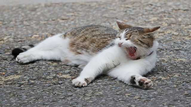 Meet Larry: Britain’s top cat at Downing Street who marks 15 years and ...