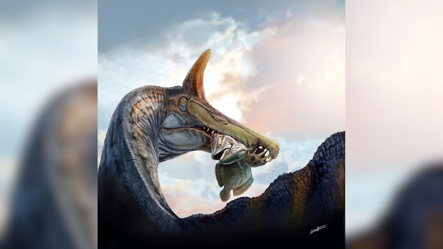 Scientists find new fish-eating Spinosaurus with head crest in Niger’s ...